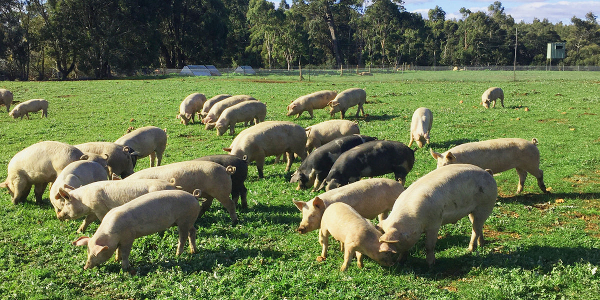 What is different about our pasture raised pork? — Dirty Clean Food