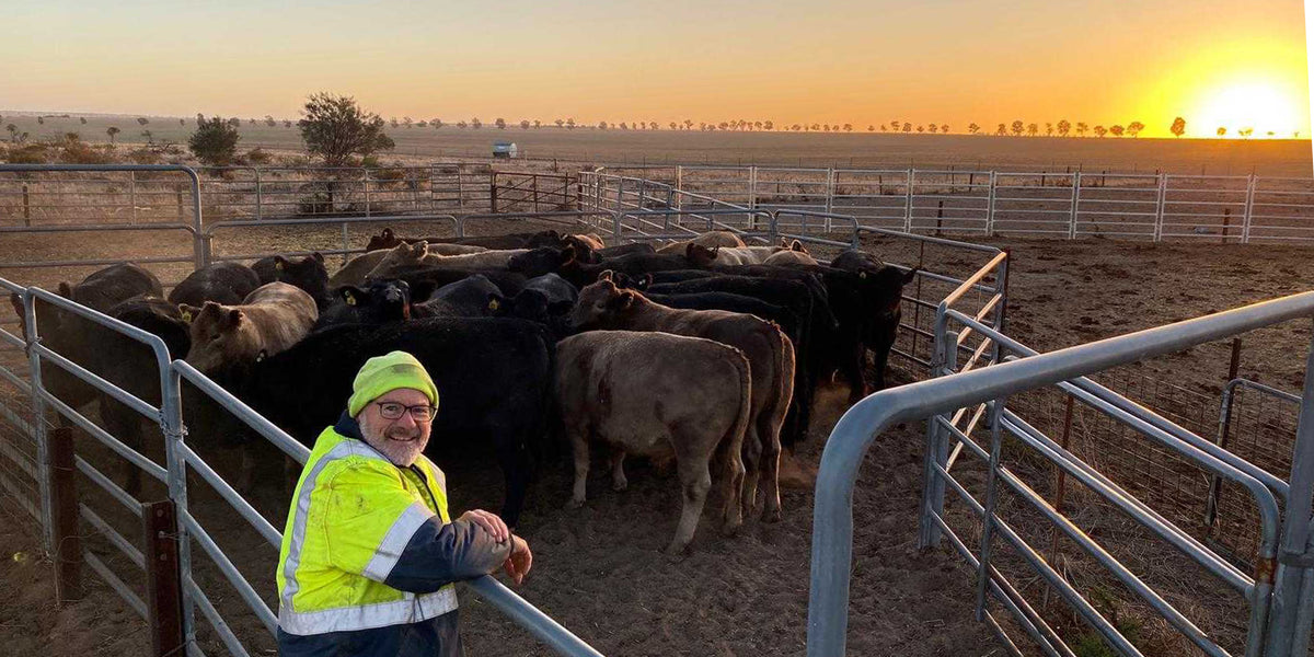 Opportunistic Grazing – Cows Clean Up Lupin Harvest — Dirty Clean Food