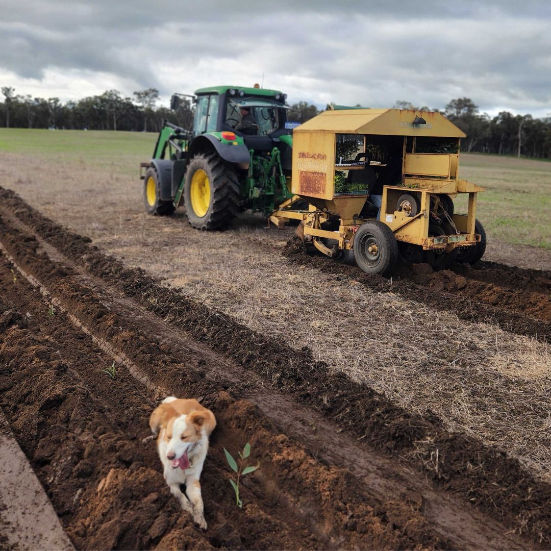 Tree Planting Project Update — Dirty Clean Food