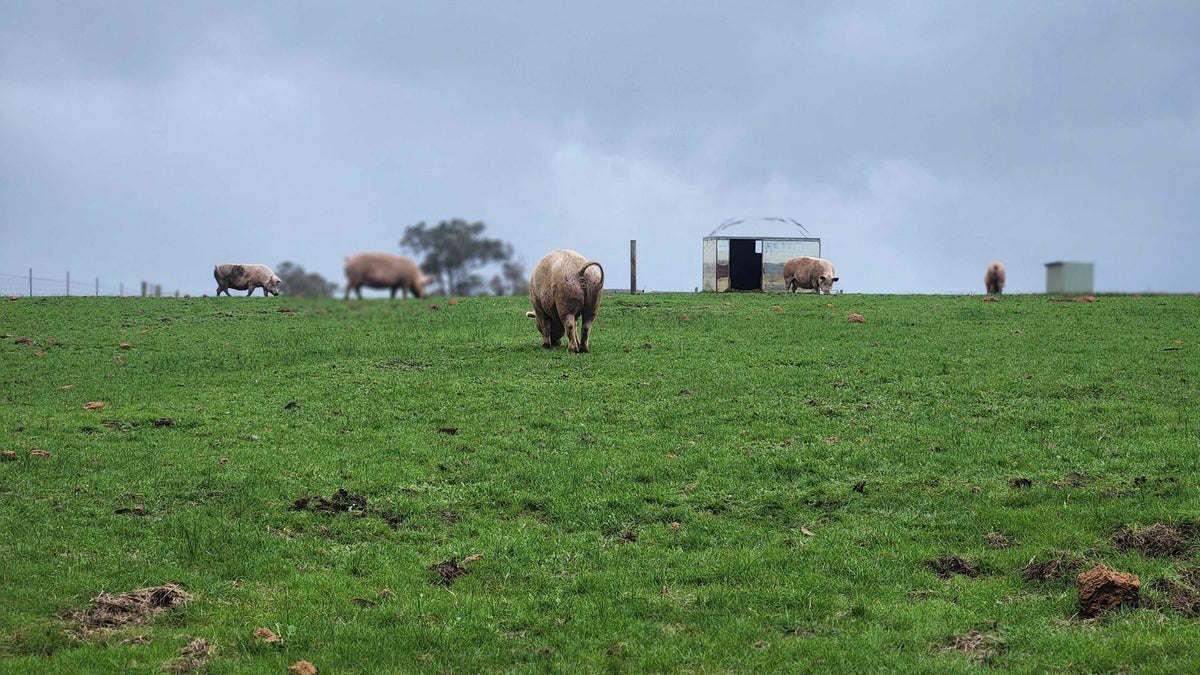 Happy as a Pig on Pasture — Dirty Clean Food